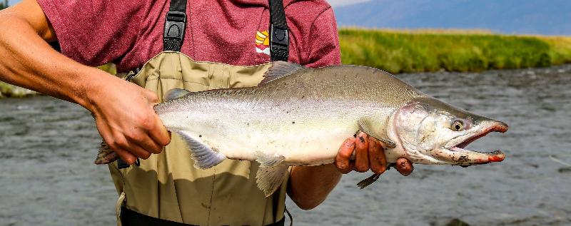 Salmon & Steelhead Flies | Free Shipping Above $25 ...